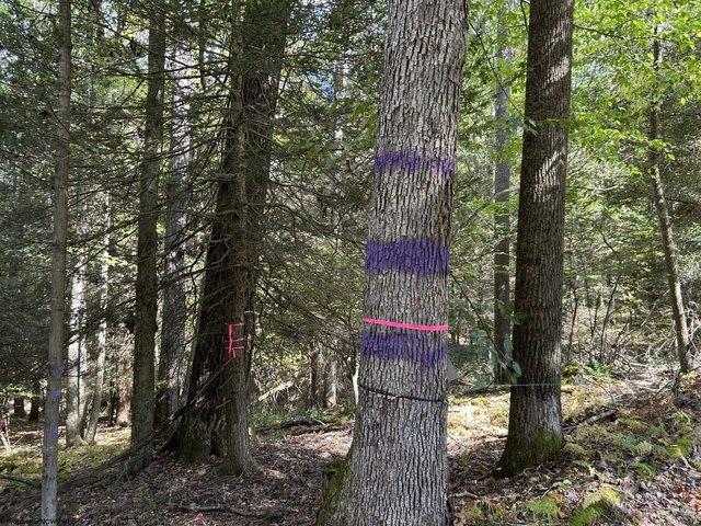 Possum Hollow Rd Lot 7, Terra Alta, WV 26764