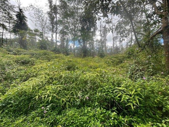 Plumeria Rd, Pahoa, HI 96778