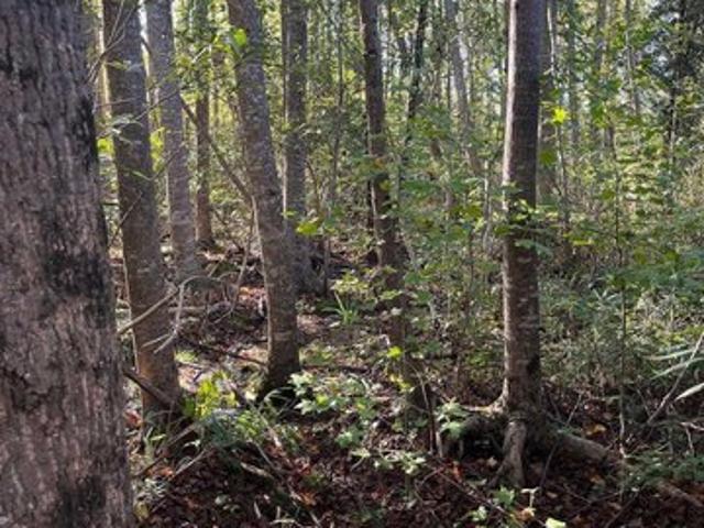 Ppf 18 Payne Pond Rd Lot 18, Westville, SC 29175