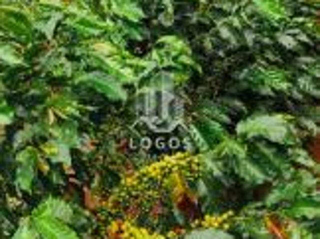 Propriedade com 34 hectares produtora de Café Fervedouro Minas Gerais 02