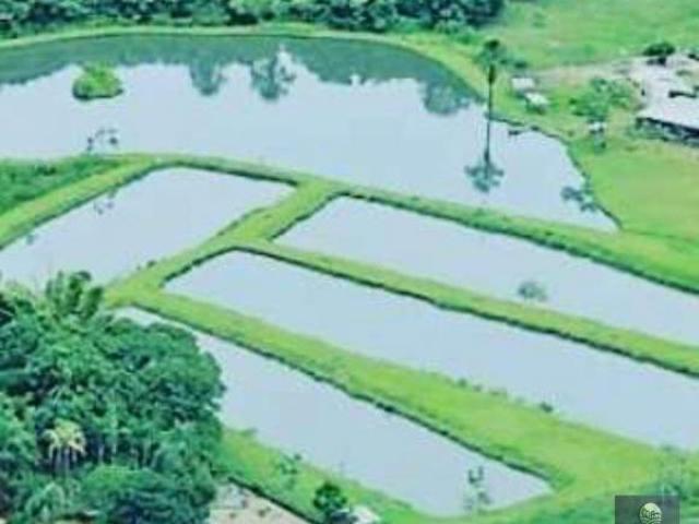 Propriedade Rural com Pesque Pague em Rochedo.
