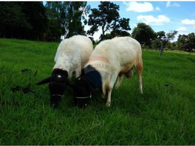 PROPRIEDADE RURAL MULTIFUNCIONAL À VENDA – FORMOSA/GO, 17,36 hectares