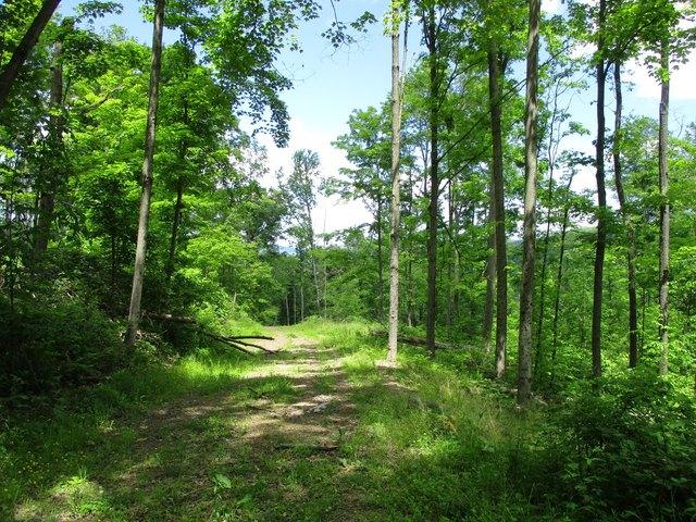 Prosser Ln, Bradford, PA 16701