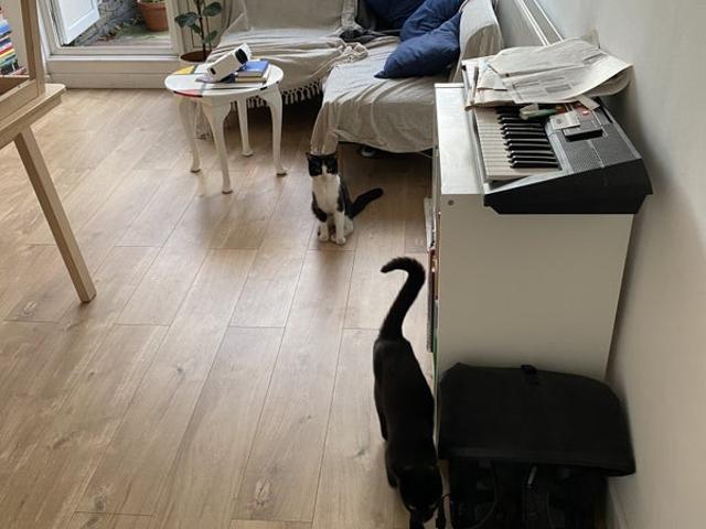 Pretty Camberwell flat for rent in August