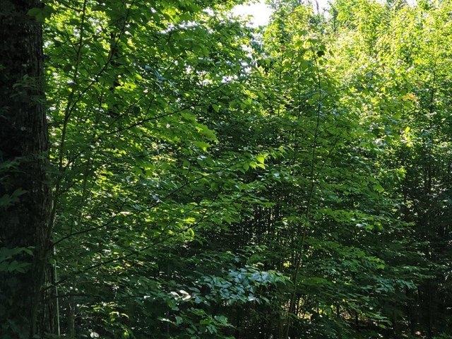 Presidential View Ln Lot 26, Bethlehem, NH 03574
