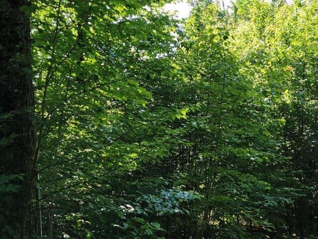 Presidential View Ln Lot,bethlehem, Plot For Sale