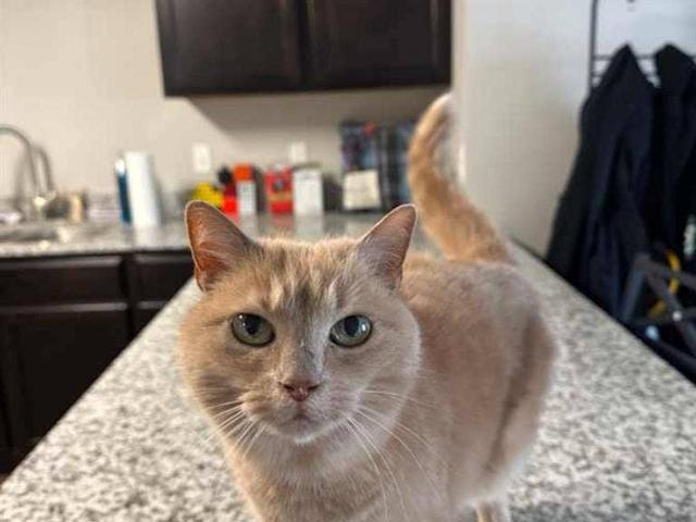 Private room/ optional cat visits