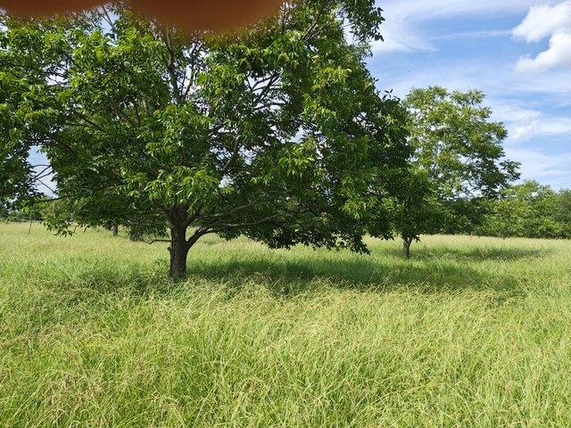 Pud Clack Rd, Oak Ridge, LA 71264