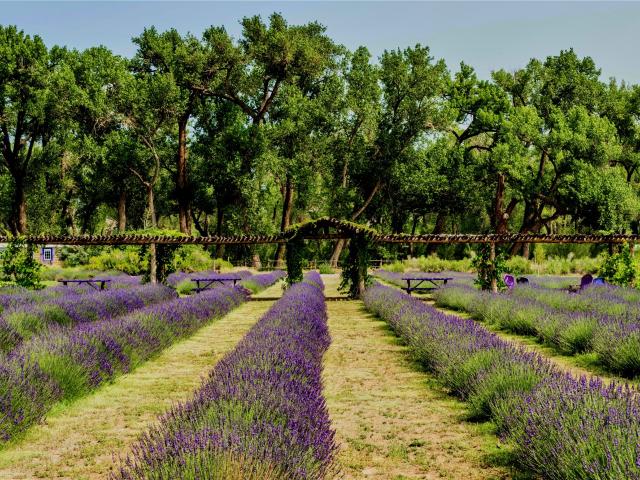 Purple adobe lavender farm 25 private drive 1622