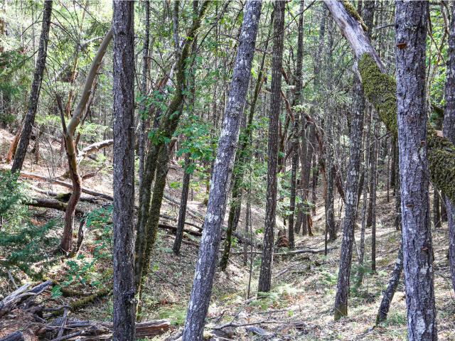 Quartz creek rd