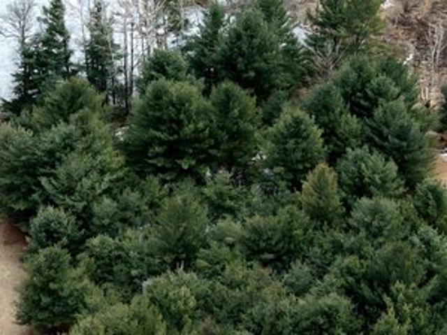 Queens Lot 20, Gladwin, MI 48624