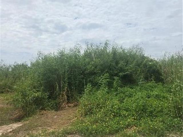 Quince Ln Lot 1 4, Grand Isle, LA 70358