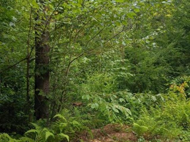 R/ Weeks Rd, Parsonsfield, Plot For Sale