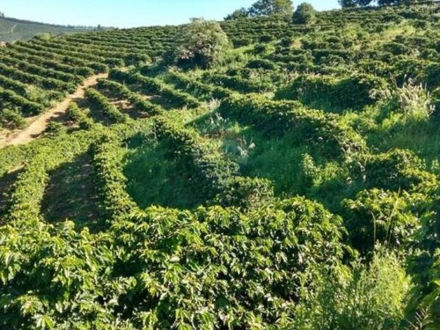 RE/MAX VENDE SÍTIO DE CAFÉ COM 16 HECTARES NA ÁREA RURAL SÃO SEBASTIÃO DA GRAMA SP