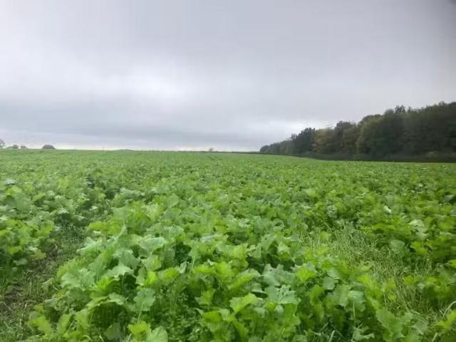 Cheap Property for rent in 117.29 Acres Of Stubble Turnips, 11.