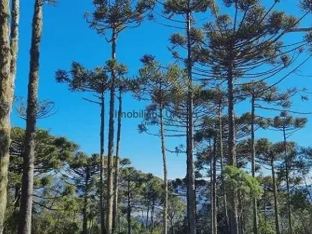 Área de 2 hectares à venda