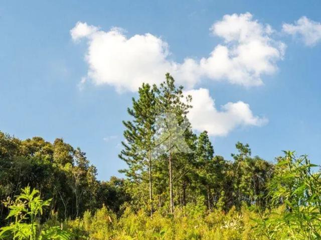 Área à venda, 20000 m² por R$ 1.000.000,00 Passauna Campo Largo/PR