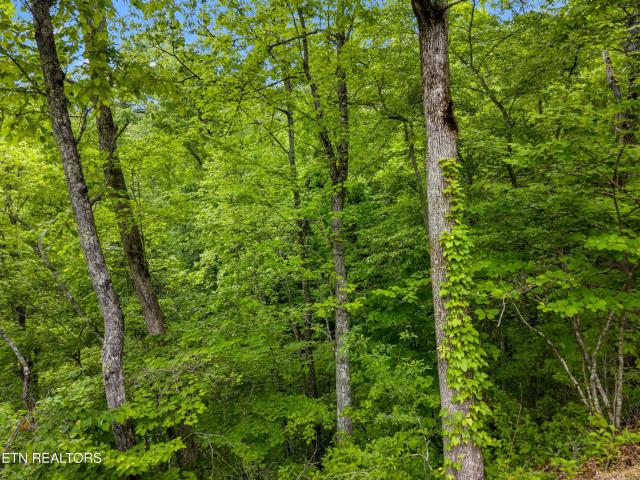 Red Bone Way, Sevierville, TN 37876