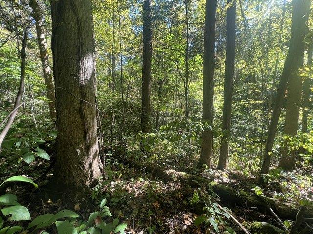 Red River Vly Lot 15, Slade, KY 40376