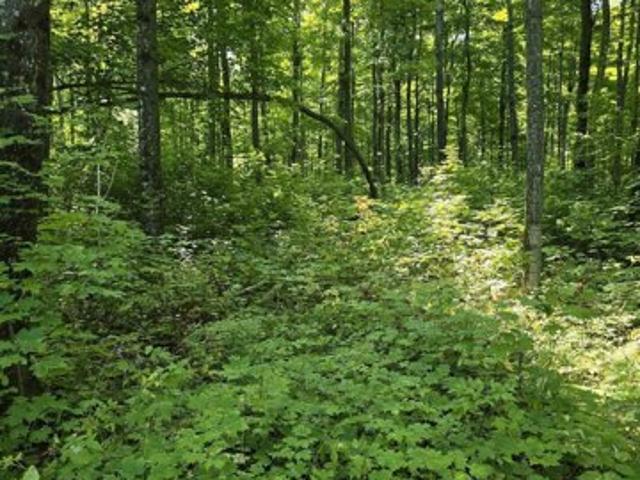 Redridge Creek Rd Unit,atlantic Mine, Plot For Sale
