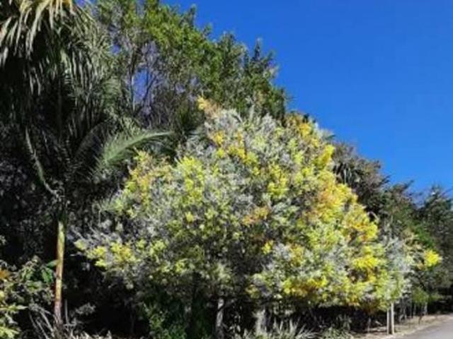 Residencial Alvorada Terreno com 250 m2 Plano em Bragança Pta