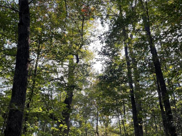Ridge Top Drive, Jamestown, TN 38556