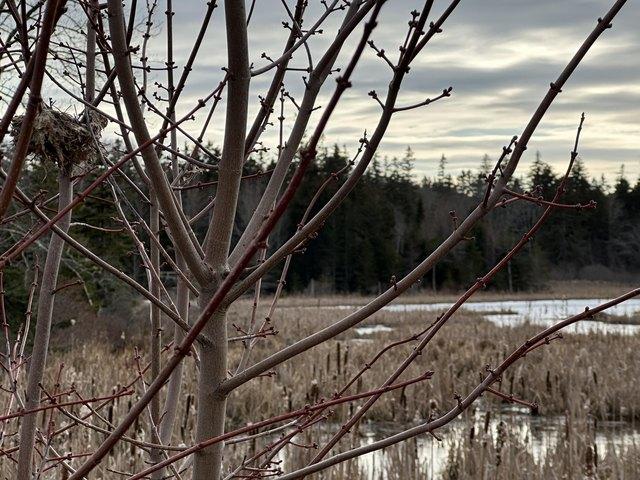 Ridge Rd Lot 10, Saint George, ME 04860