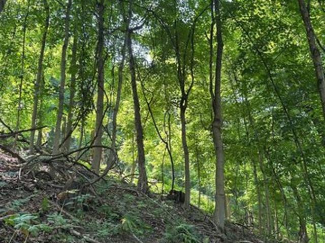 Ripple Rd, McKeesport, PA 15131