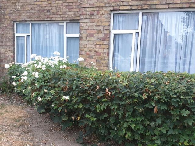 Room at Earlham Grove, Greater London