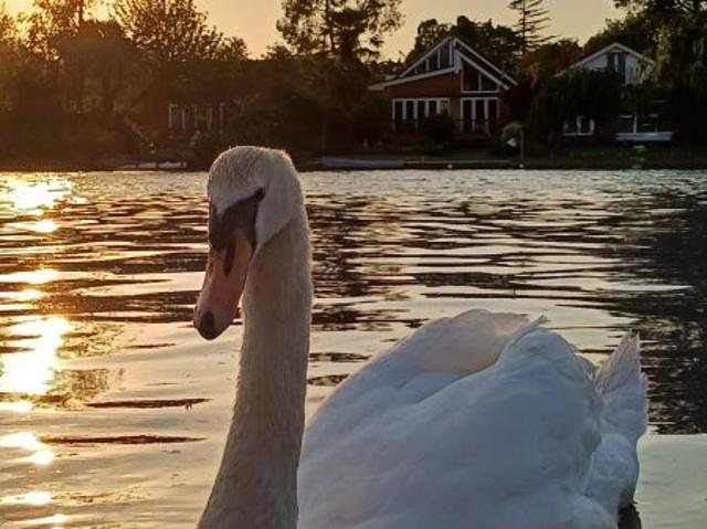 Room at Thames Mead, Elmbridge