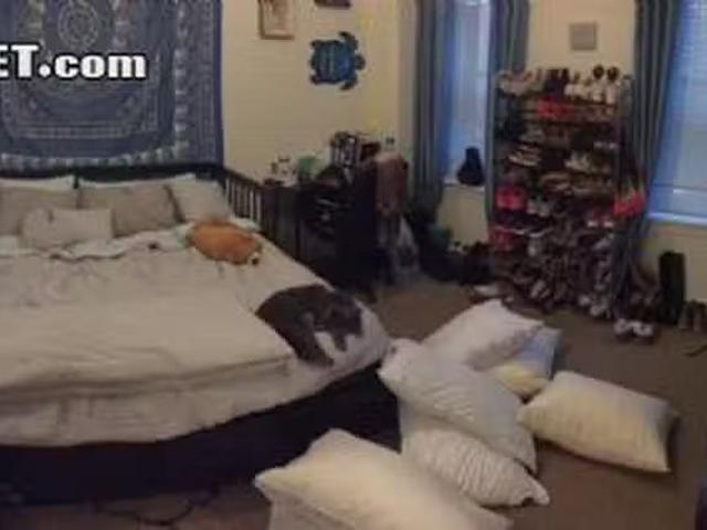 Room for rent in Allegheny West