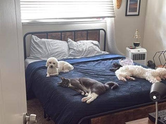ROOM FOR RENT IN LOS GATOS