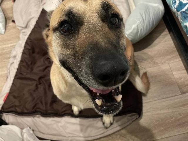 Room in large La Jolla house