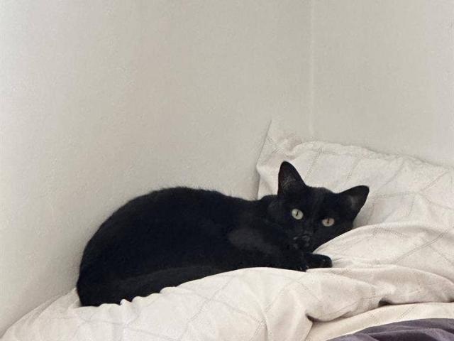 Room in Palms Creative Cat Friendly