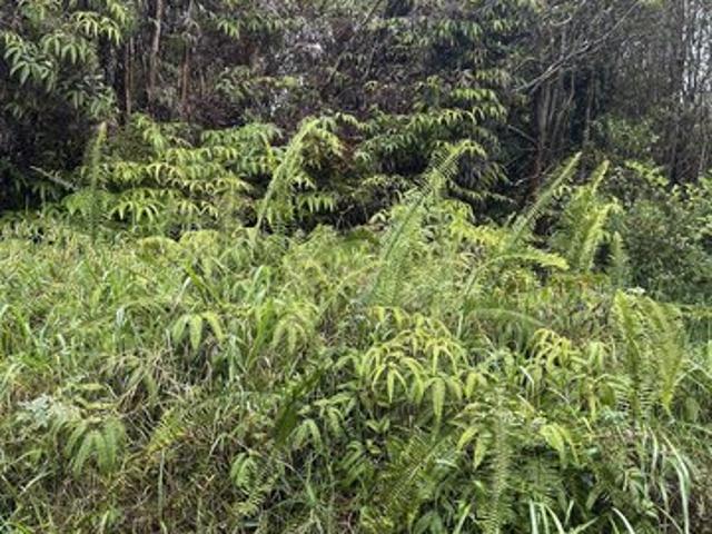 Road # 14, Mountain View, HI 96771