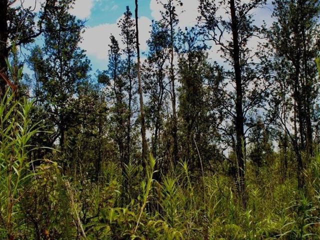 Road # 6, Kurtistown, HI 96760