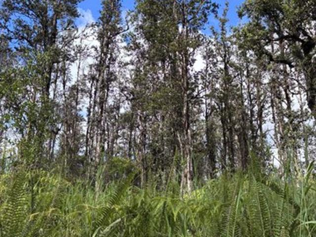 Road # 6, Kurtistown, HI 96760