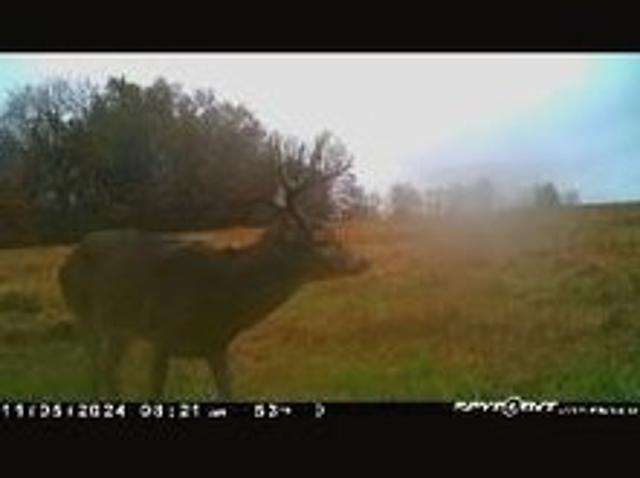 Robin Rd, Bellflower, MO 63333
