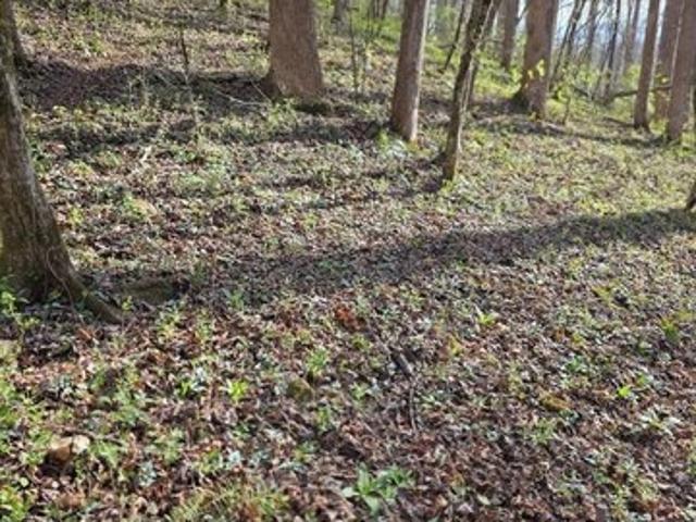 Robinhood Ln, Franklin, NC 28734