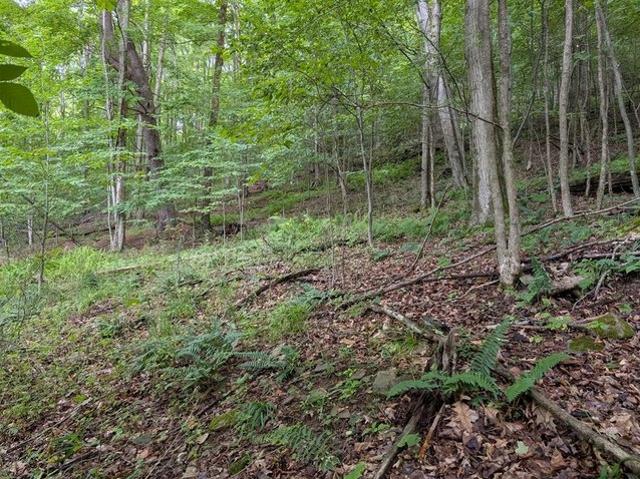 Rose Lake Rd, Coudersport, PA 16915