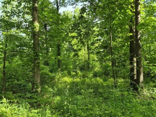 Rte N St, Albion, Plot For Sale