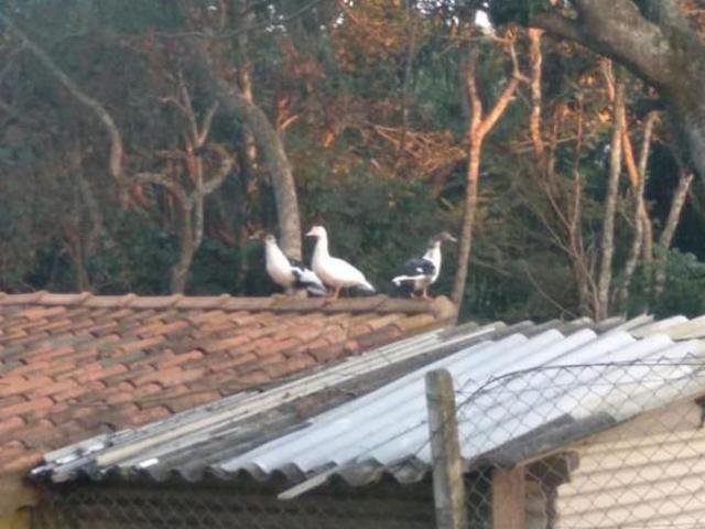 Rurais à venda em Terra Preta