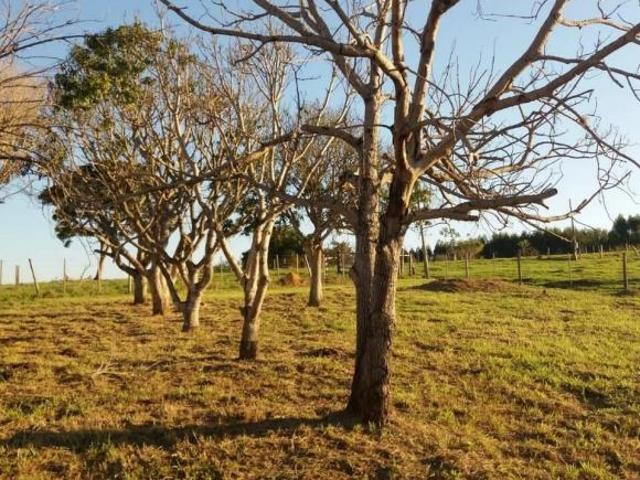 Rurais à venda em Alambari