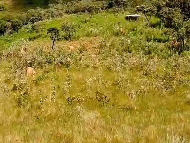 Rurais à venda em Arantina