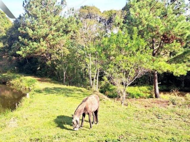 Rurais à venda em Areia Branca dos Assis