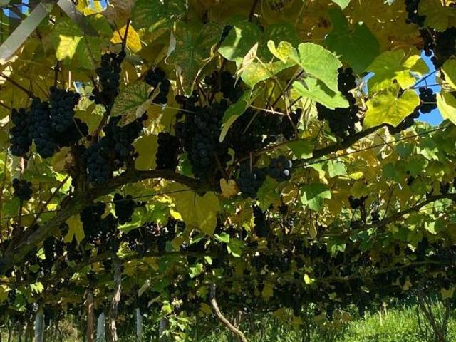 Rurais à venda em Areia Branca dos Assis