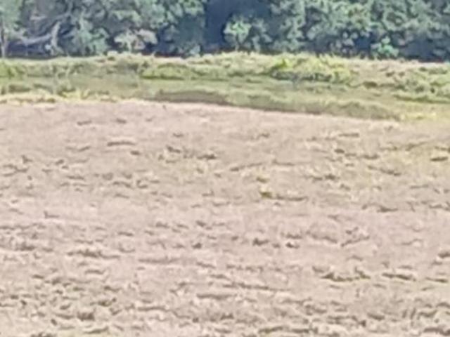 Rurais à venda em Baependi