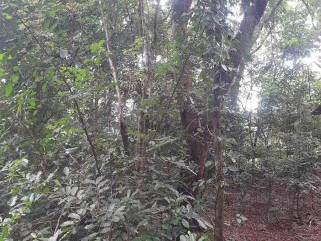 Rurais à venda em Campo Bom