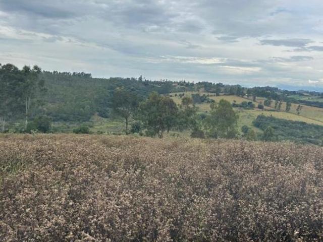 Rurais à venda em Cruzília