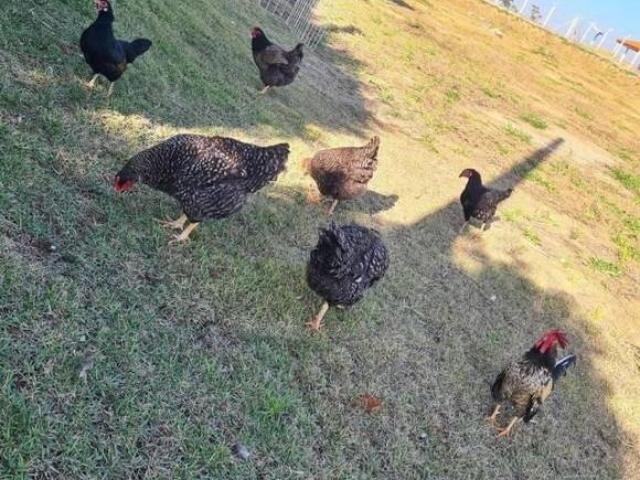 Rurais à venda em Jundiacanga